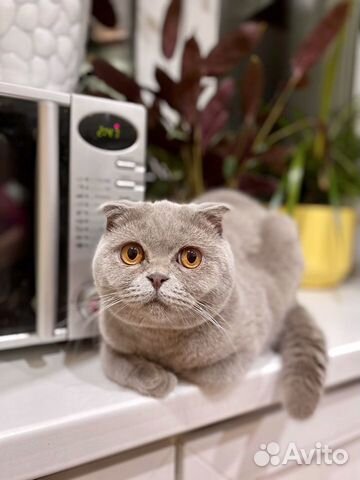 Британский котик в добрые руки