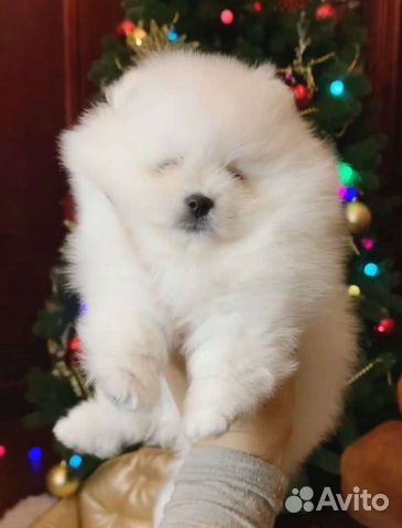 Померанский шпиц