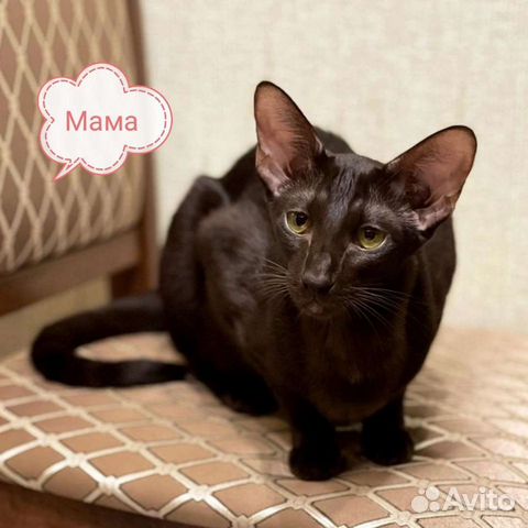 Ориентальные котята