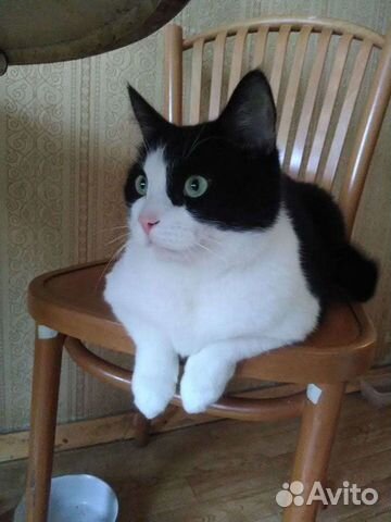 Кошки в добрые руки бесплатно