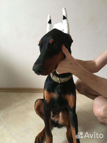 Щенки добермана