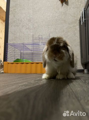 Декоративные кролики