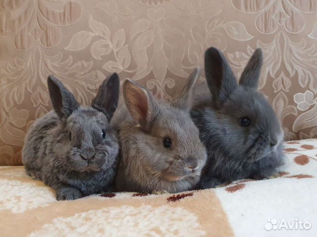 Новогодние крольчатки (декоративные)