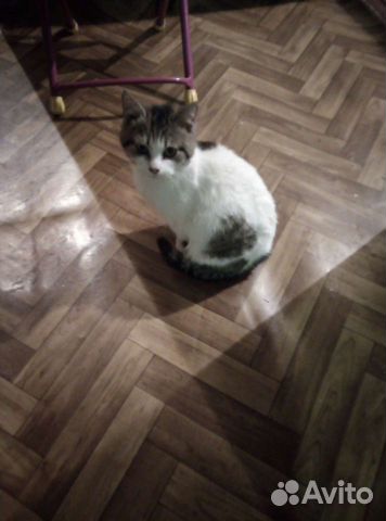Котенок