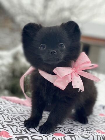 Mini pomeranian