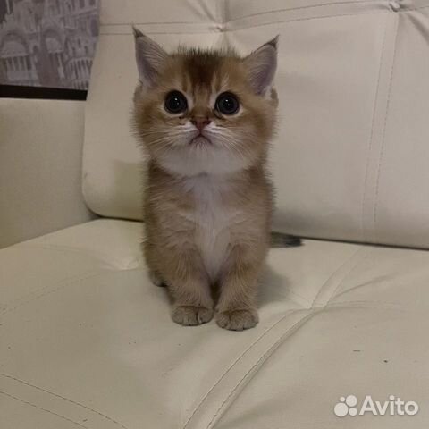 Шотланский котенок