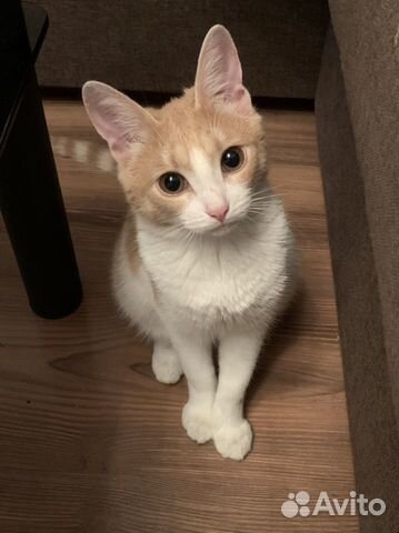 Кошка Маруся