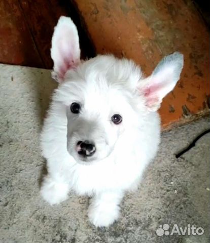 Щенки Китайской хохлатой