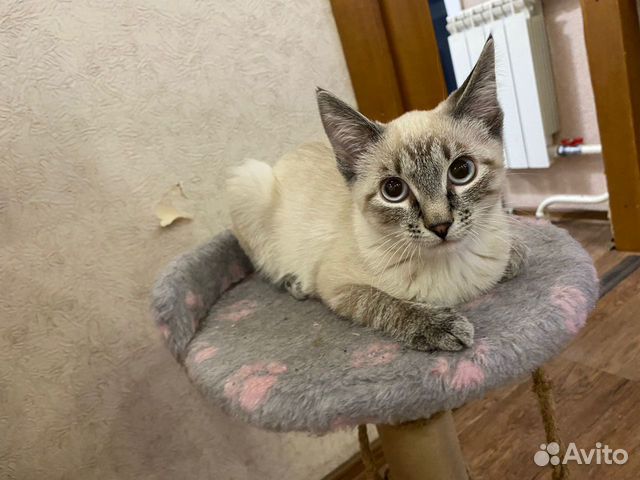 Котенок