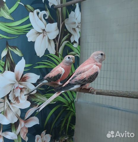 Попугаи боурки