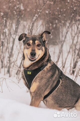 Кроткая собака Альба (6+)