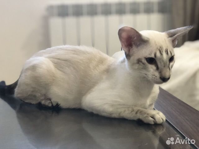 Ориентальная девочка почти в дар