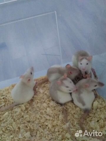 Крысята бесплатно