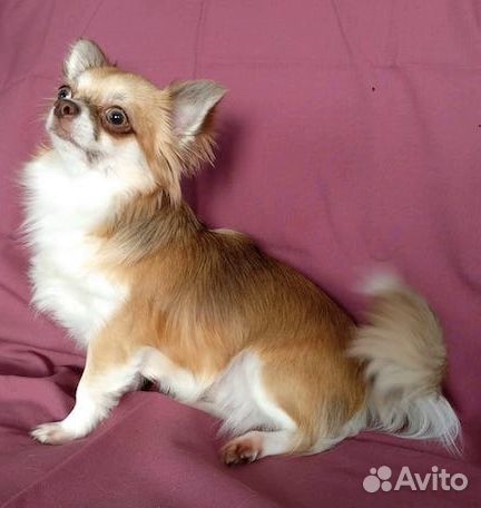 Девочка рыжая красотка