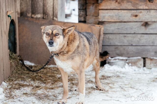 Собака с плюшевыми ушами