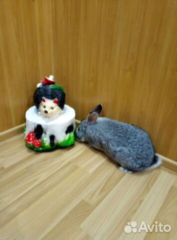 Крол на развод