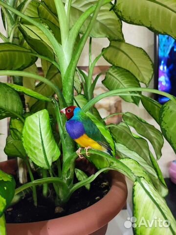 Амадина Гульда