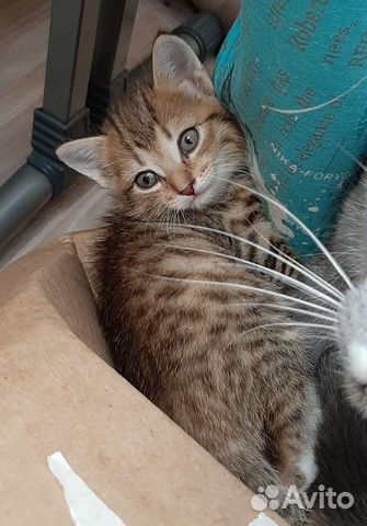 Кошка котенок в добрые руки