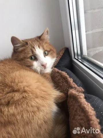 Кот