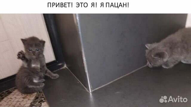 Котята с характером