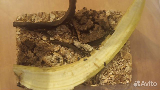 Жук знахарь