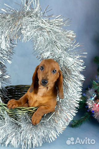 Щенки таксы миниатюрной