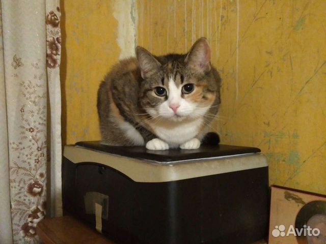 Кошка в дар. Очаровательная Муся ищет новых хозяев