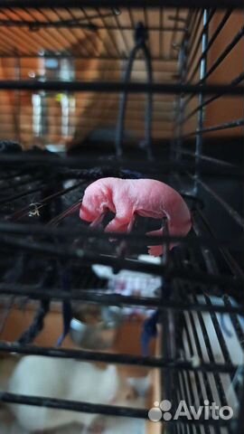 Декоративные крысята Дамбо