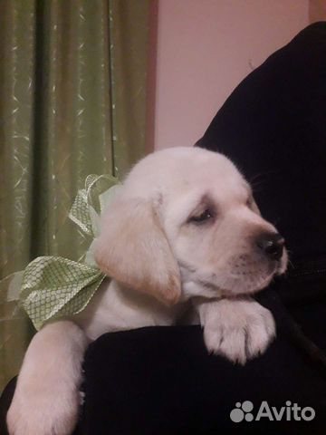 Лабрадор ретривер