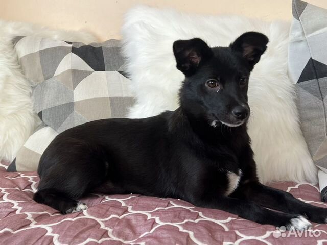 Ночка коротколапик