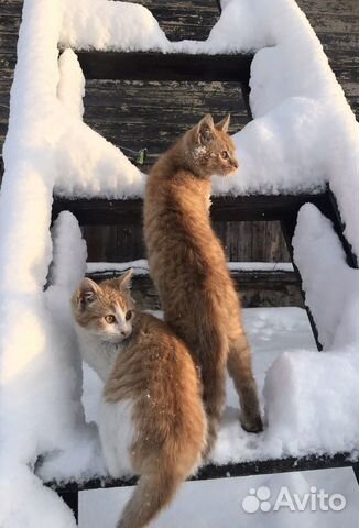 Котята мальчик и девочка