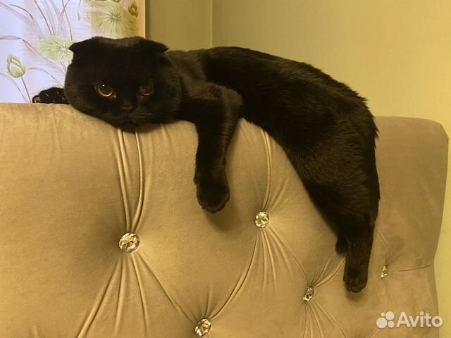 Ищем невесту