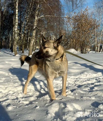 Малышу нужен дом и любовь, спасите пока он не умер