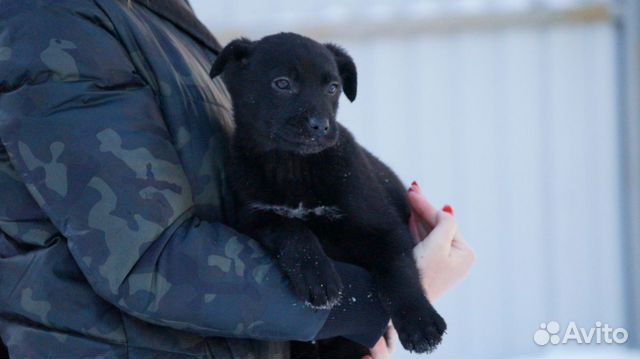 Щенок мальчик