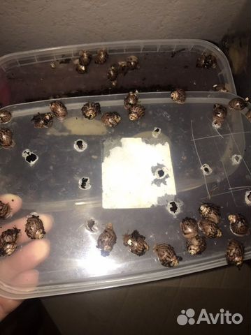 Ахатины, бесплатно