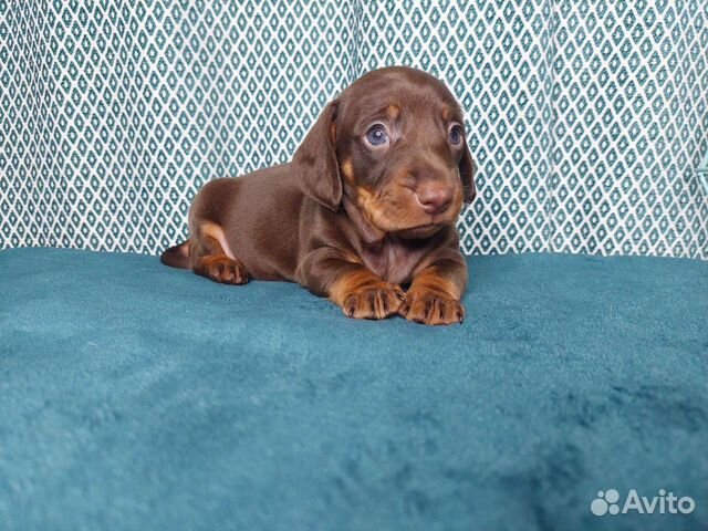 Миниатюрная такса мальчик