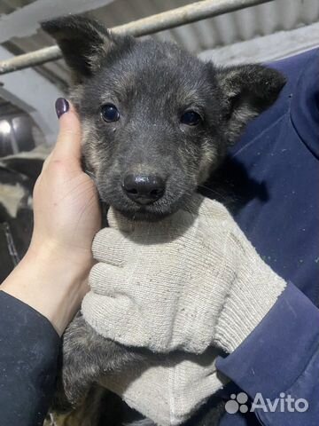 Крик о помощи