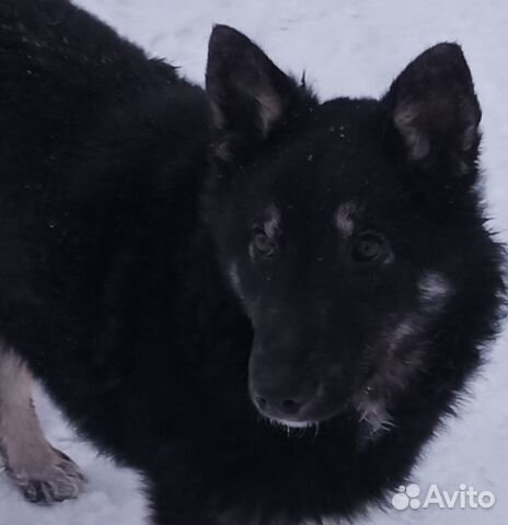 Замечательный щенок ищет дом