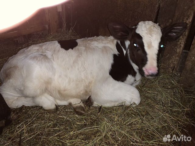 Продам бычка