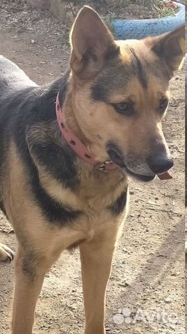 Самая лучшая собака