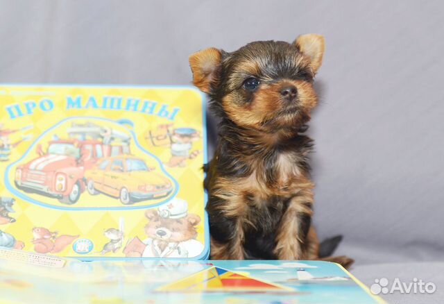 Йорки.Супер щенки.Бронирование