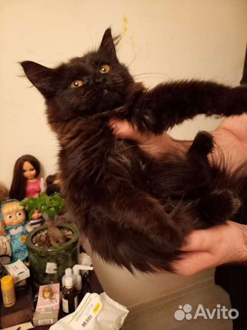 Котенок