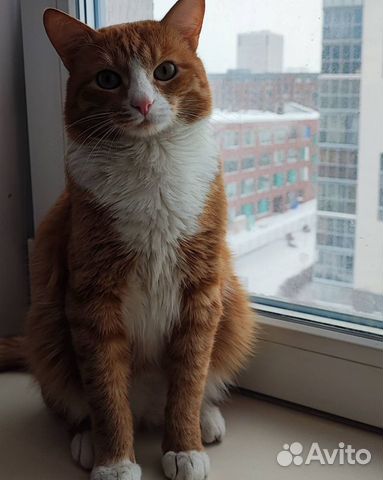 Рыжий котик в добрые руки