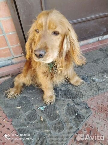 Спаниель ищет дом