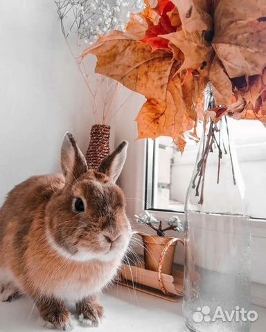Декоративные кролики