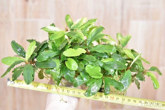 Буцефаландры Shine Green