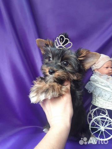 Йоркширский терьер, красавица