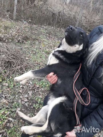 Ласковый мальчик в добрые руки