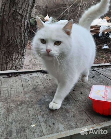 Белые британки замерзают