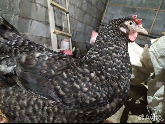 Курицы несушки